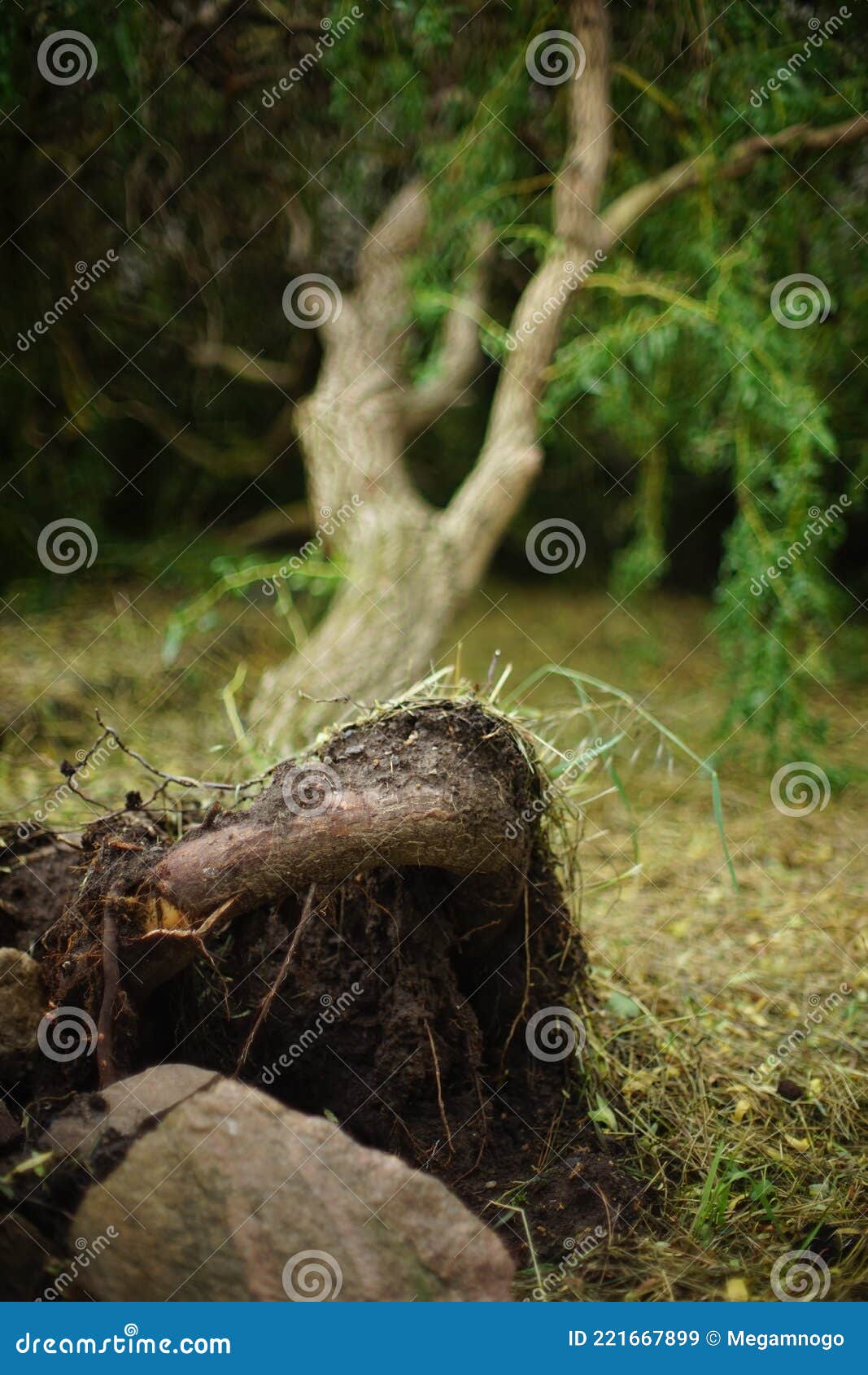 A Fallen Willow Tree Lies on the Ground in the Park. Focus on the Roots ...