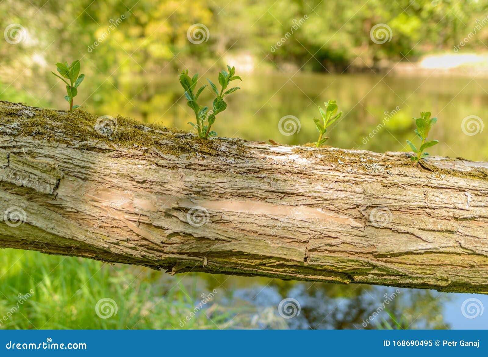 Fallen Willow Tree Stem with Young Sprouts Shooting from Side Stock ...