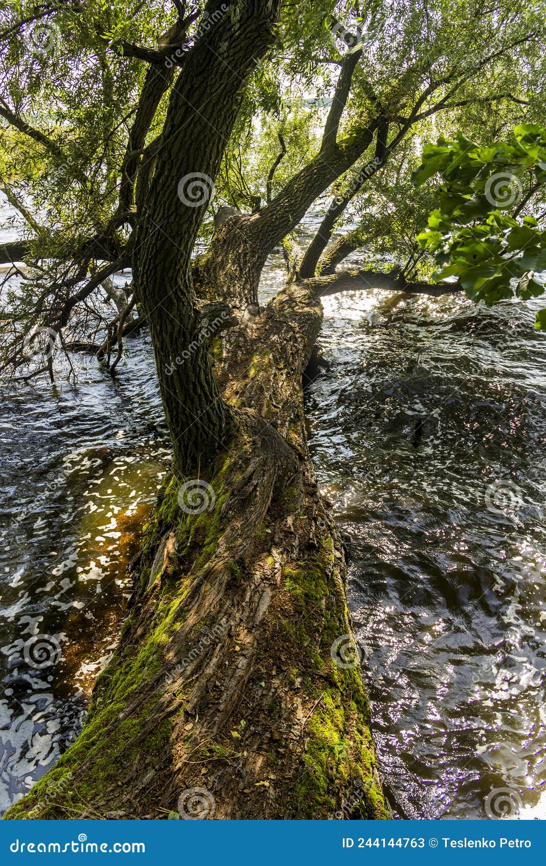 A Fallen Willow in the Water on the Lake Stock Image - Image of lakes ...