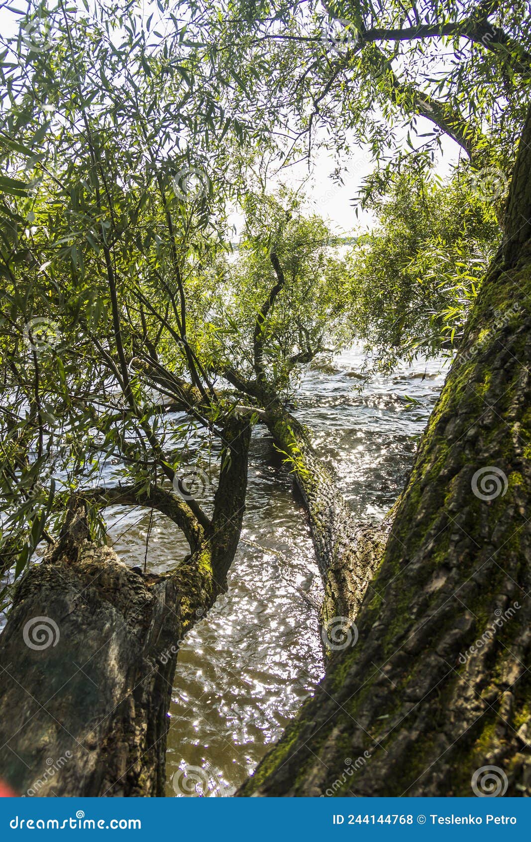 A Fallen Willow in the Water on the Lake Stock Photo - Image of idyllic ...