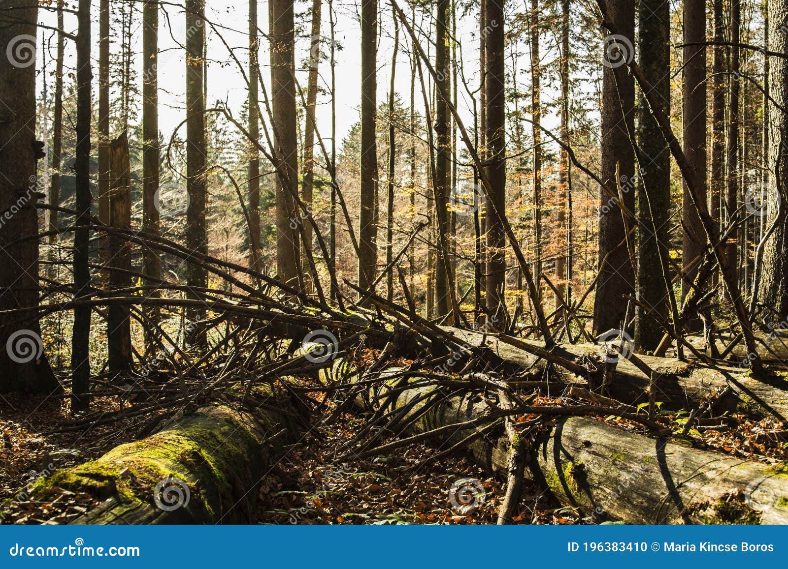 Withered Tree in the Forest Stock Photo - Image of autumn, plant: 196383410