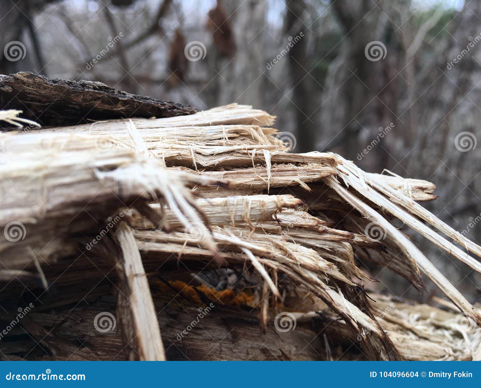 Fallen Wood Core, Close-up. Autumn Nature, Forest. Stock Photo - Image ...