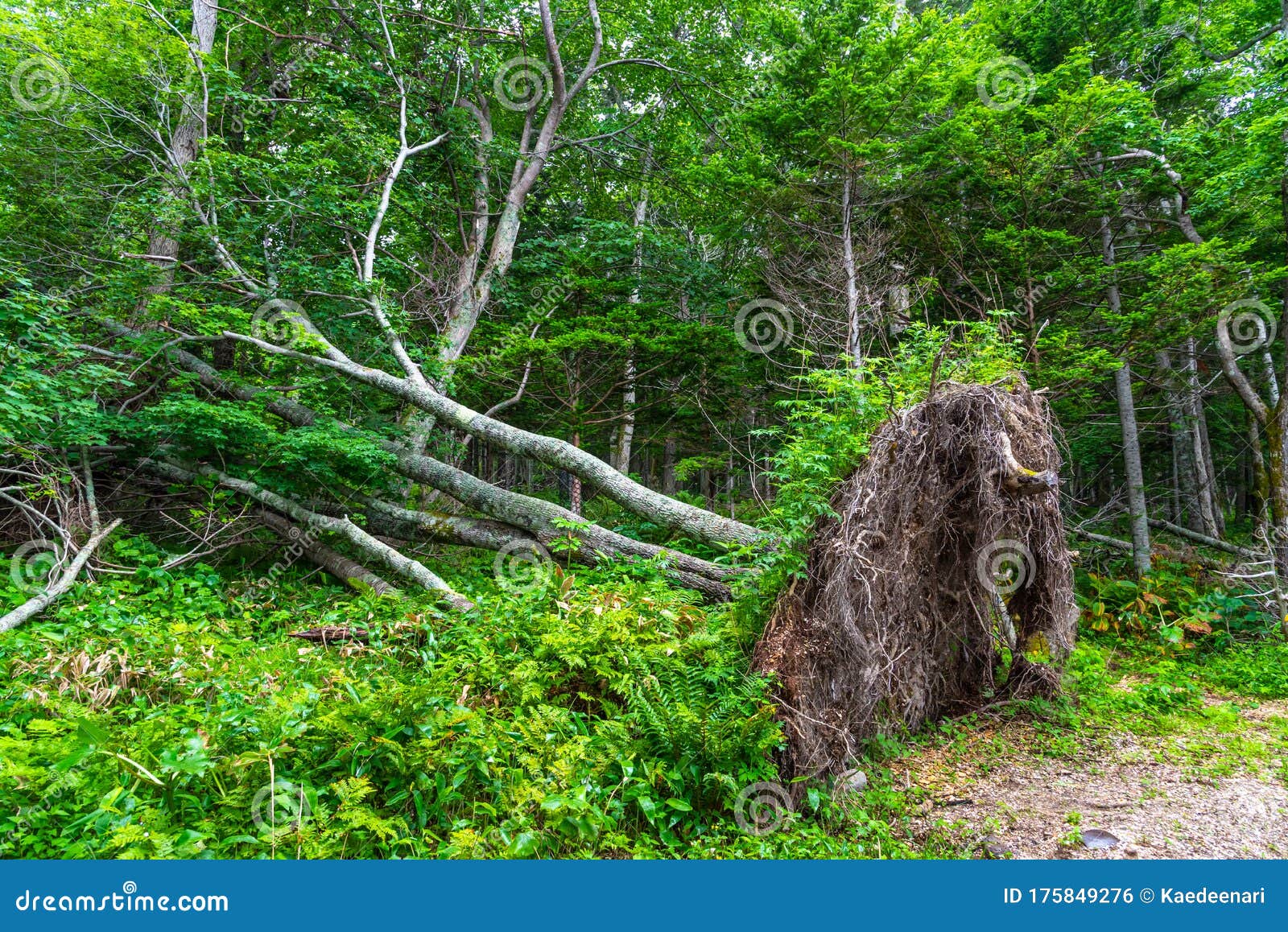 View of Fallen Wood in the Forest Stock Photo - Image of environment ...