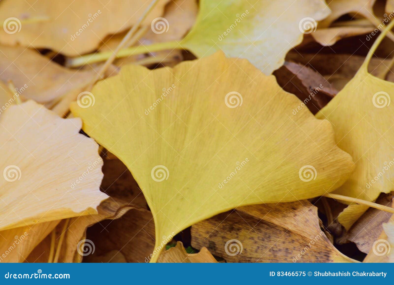 Fallen Yellow Autumn Ginkgo Leaves Stock Image - Image of ginkgo ...