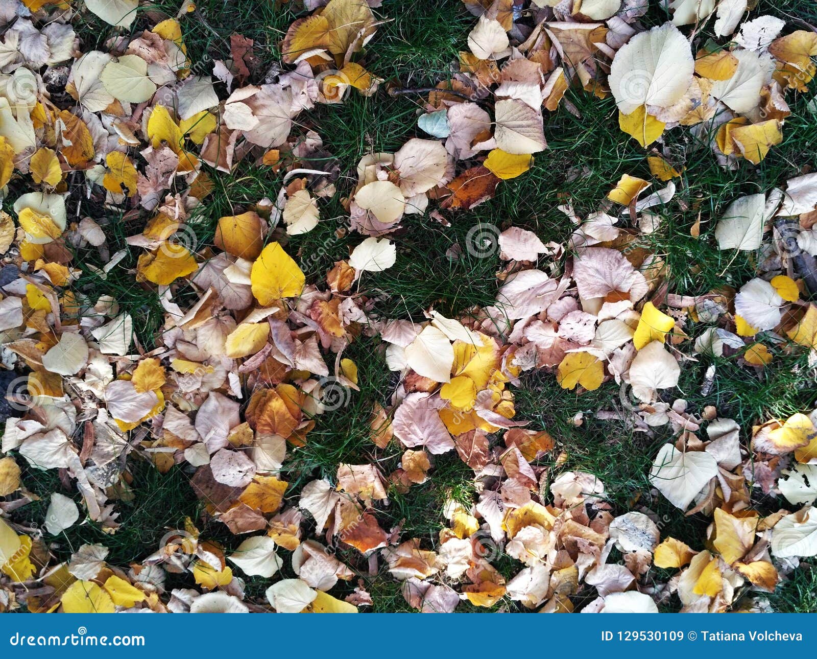 Fallen Leaves on Green Grass Stock Image - Image of grass, quinquefolia ... Fallen Leaves on Green Grass Stock Image - Image of grass, quinquefolia ...