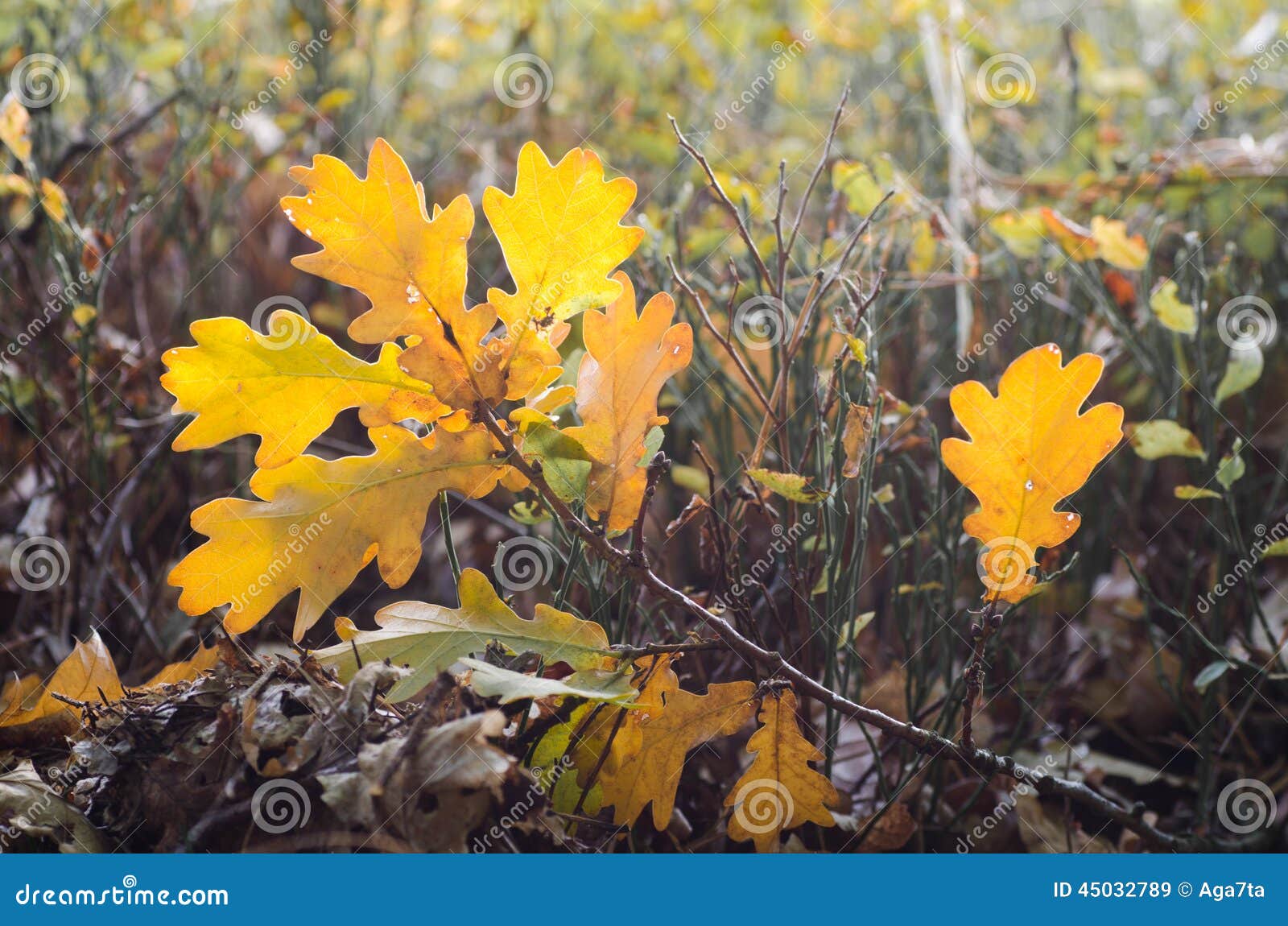 Fallen Yellow Leaves in Forest Stock Image - Image of plant, tree: 45032789