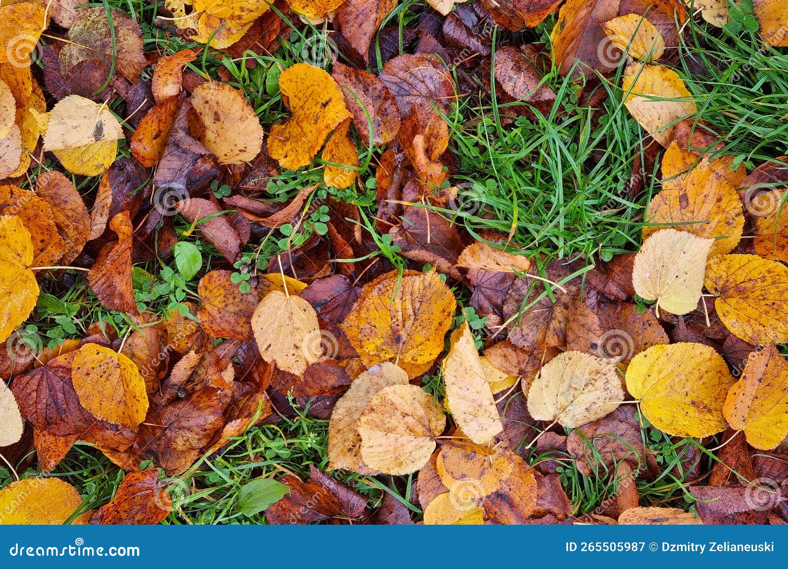 Fallen Yellow Leaves on the Ground. the Background of Autumn. Stock ...