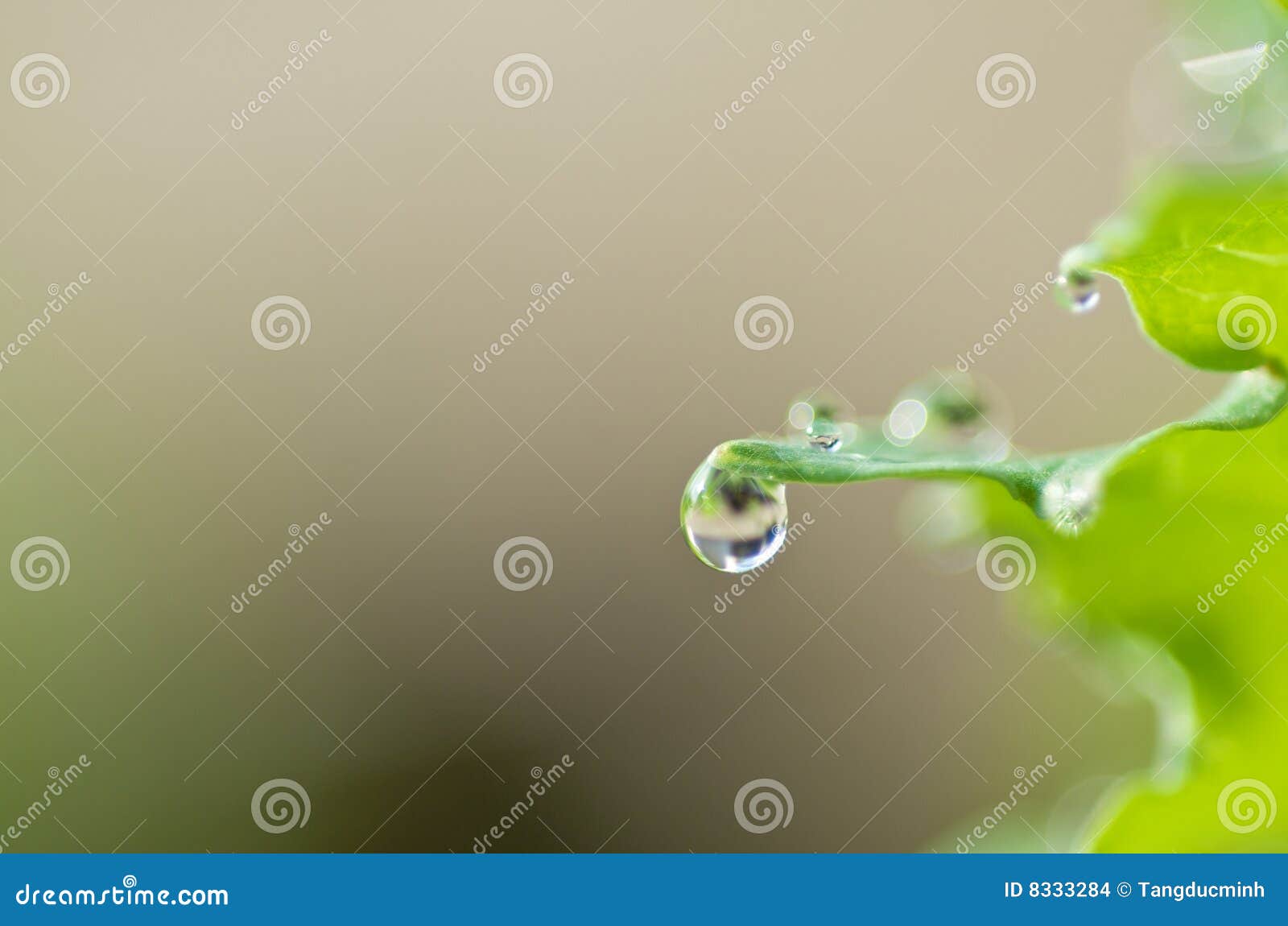 Fallender Wasser-Tau Auf Blatt Stockfoto - Bild von morgen, regen: 8333284