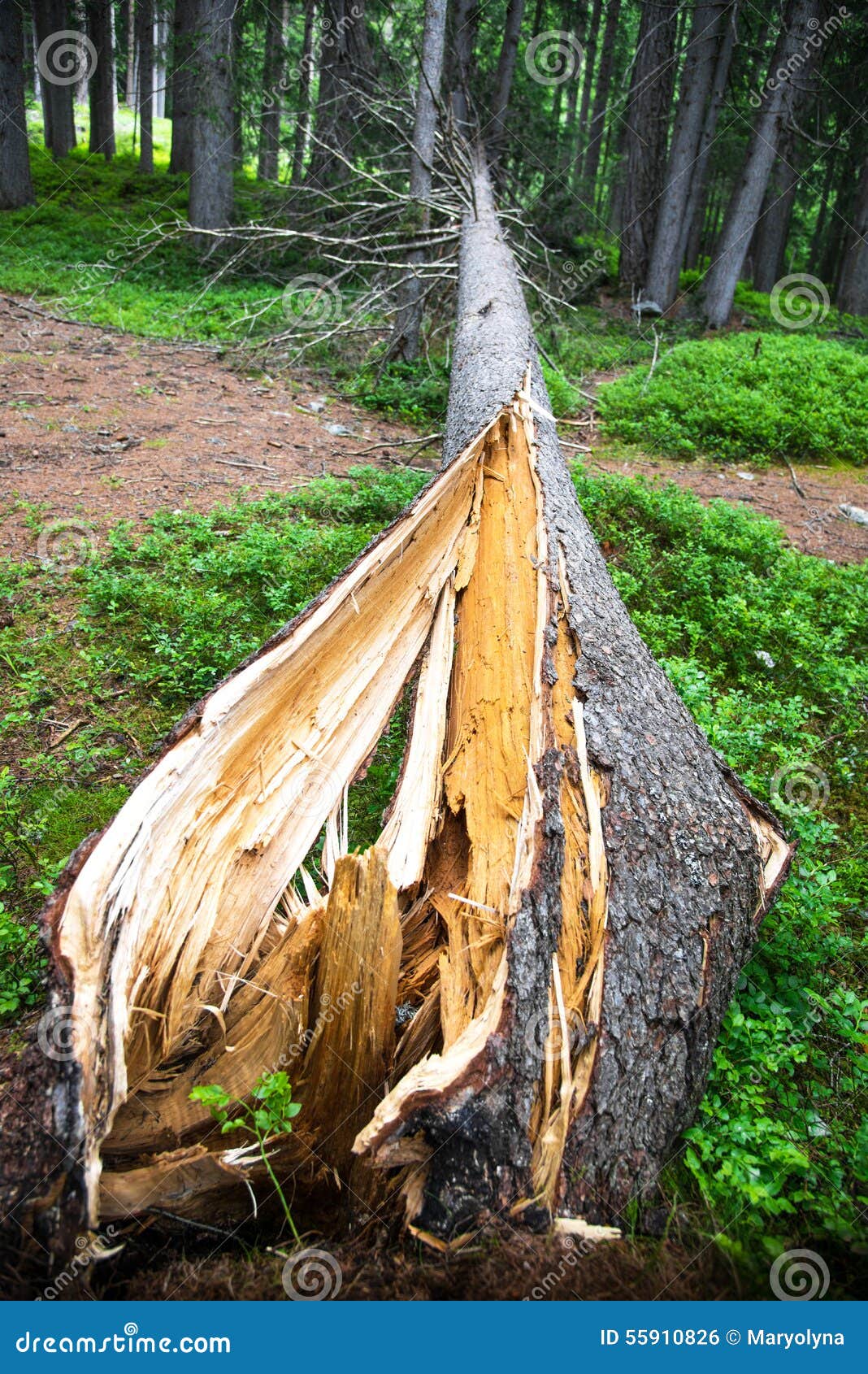 Fallentree stock photo. Image of mountains, area, green - 55910826