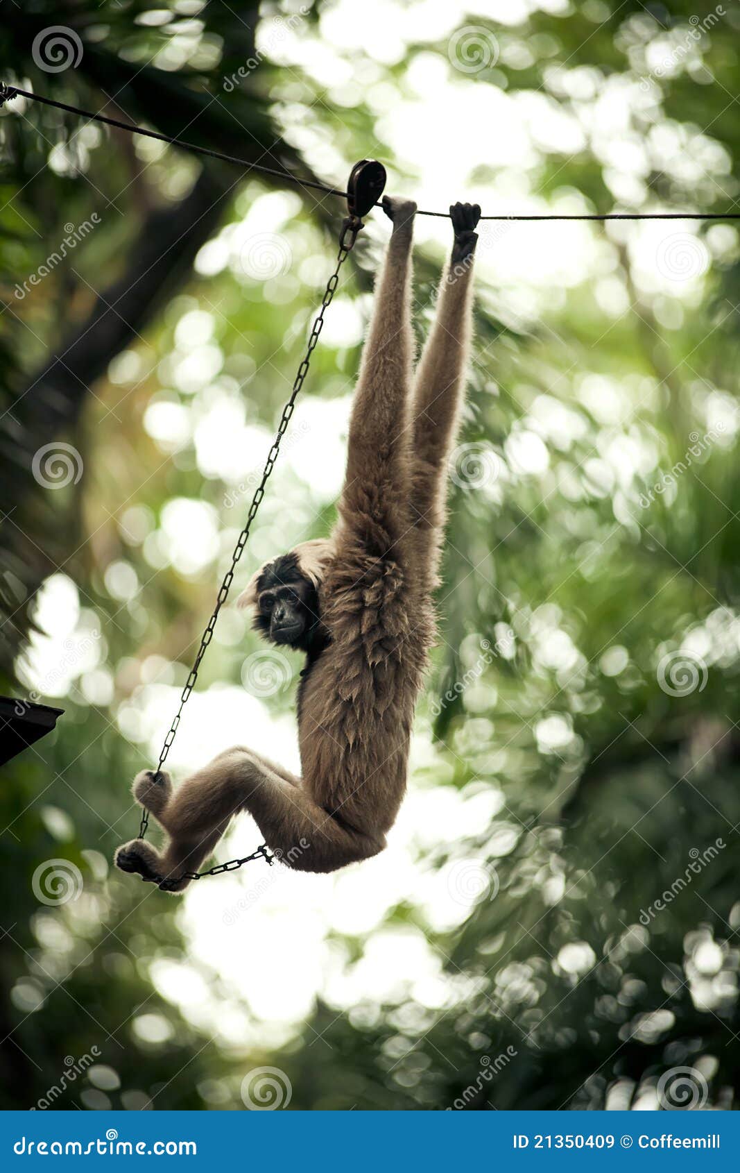 Fallhammer auf einer Kette stockbild. Bild von kette - 21350409