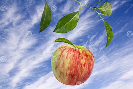 Falling apple stock photo. Image of closeup, close, cloud - 6529876