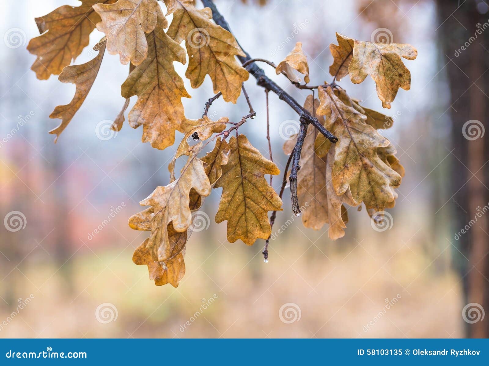 Falling Autumn Birch Leaves Stock Image - Image of autumnal, birch ...