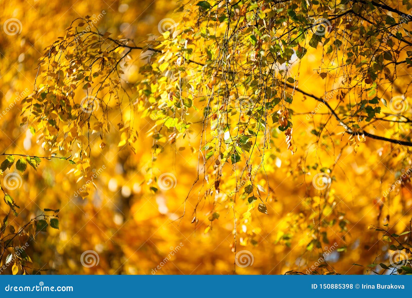 Falling Autumn Birch Leaves Stock Photo - Image of flora, colorful ...