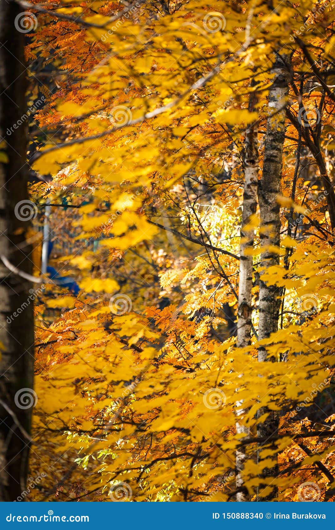 Falling Autumn Birch Leaves Stock Photo - Image of branch, closeup ...