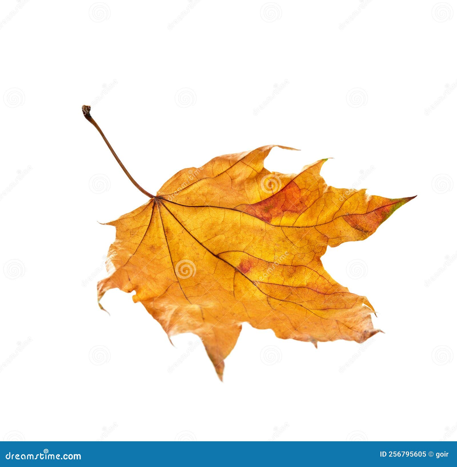 Falling Autumn Leaf on White Background Stock Image - Image of colored ...