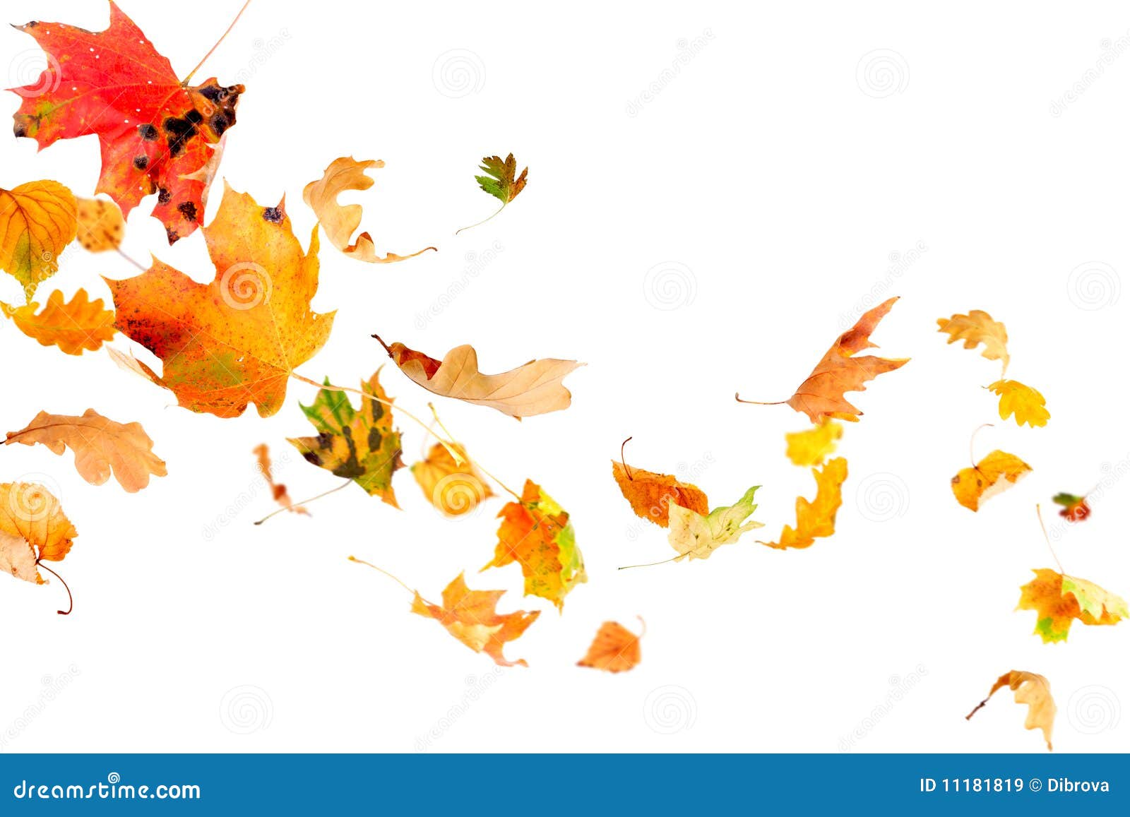 Falling Autumn Leaves stock image. Image of maple, bright - 11181819