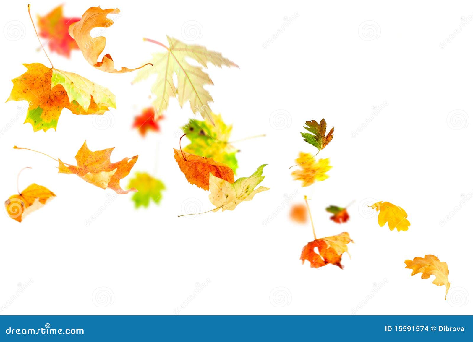 Falling Autumn Leaves stock photo. Image of leaves, leaf - 15591574