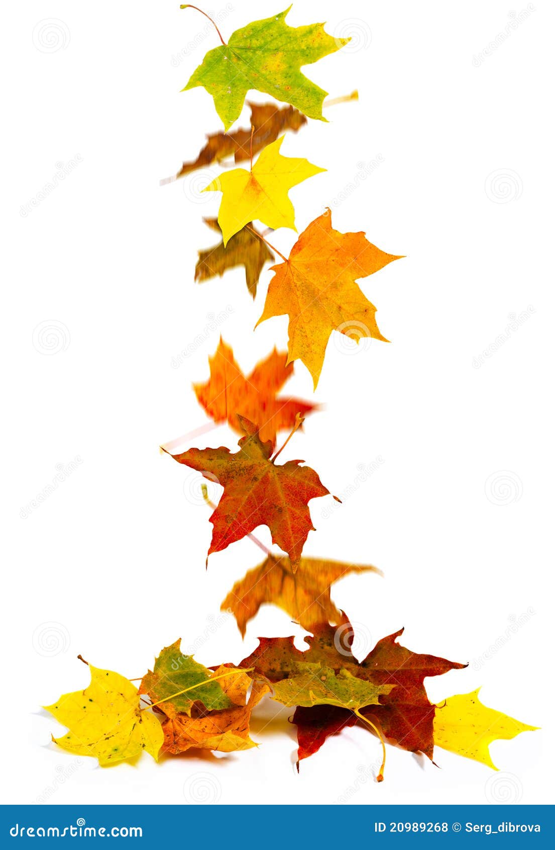 Falling autumn leaves stock photo. Image of foliage, golden - 20989268