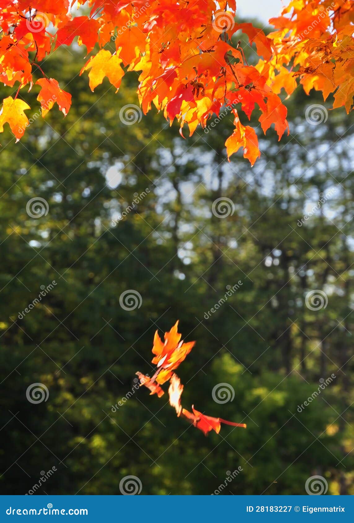 Falling Autumn Leaves stock image. Image of autumn, park - 28183227