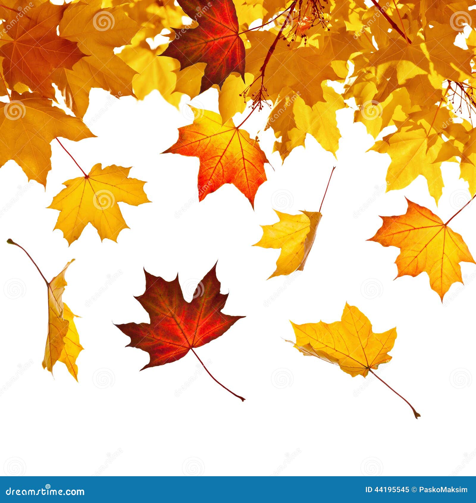 Falling autumn leaves stock image. Image of vivid, background - 44195545
