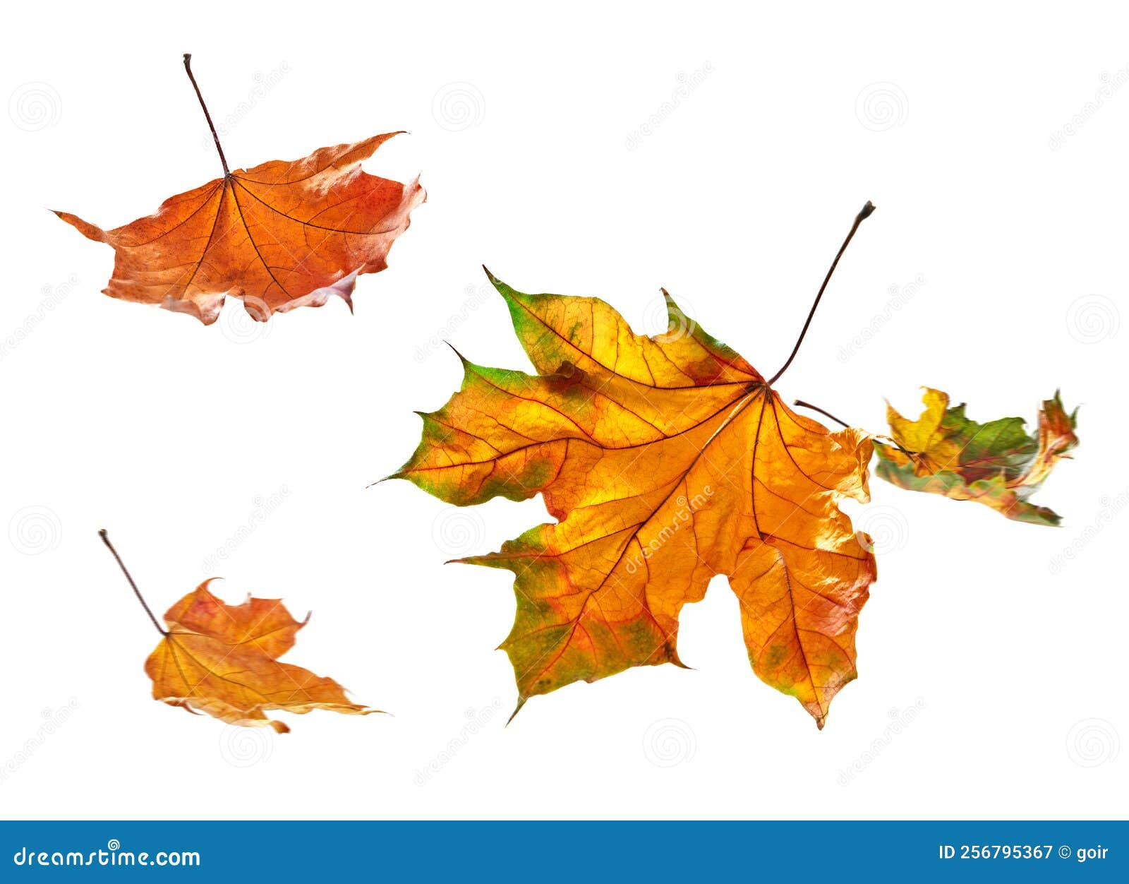 Falling autumn leaves stock image. Image of isolate - 256795367