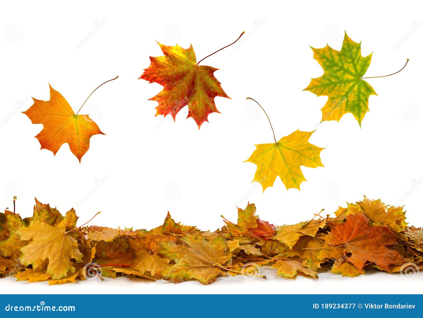 Falling Autumn Leaves on a White Background Stock Image - Image of ...
