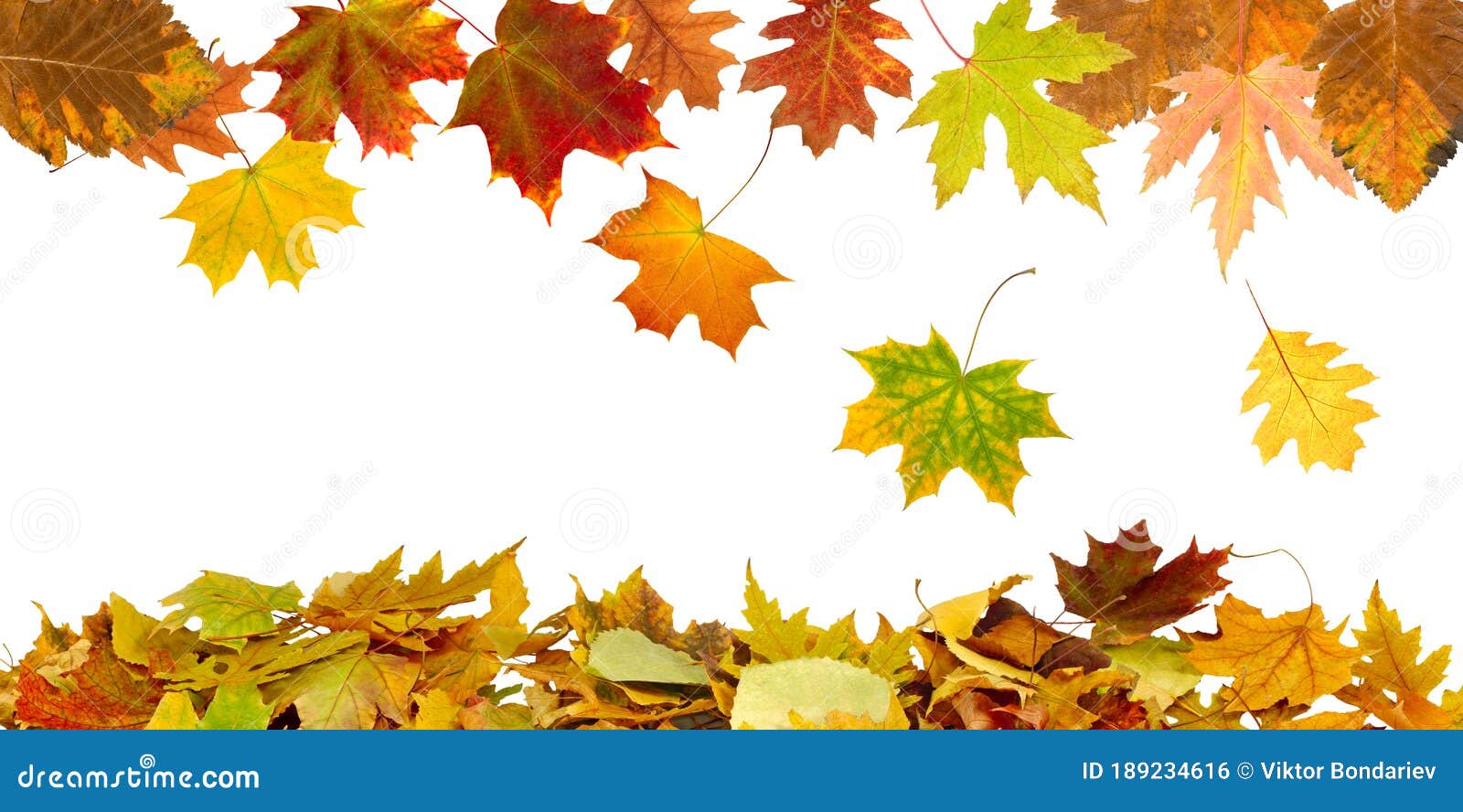 Falling Autumn Leaves on a White Background Stock Photo - Image of ...