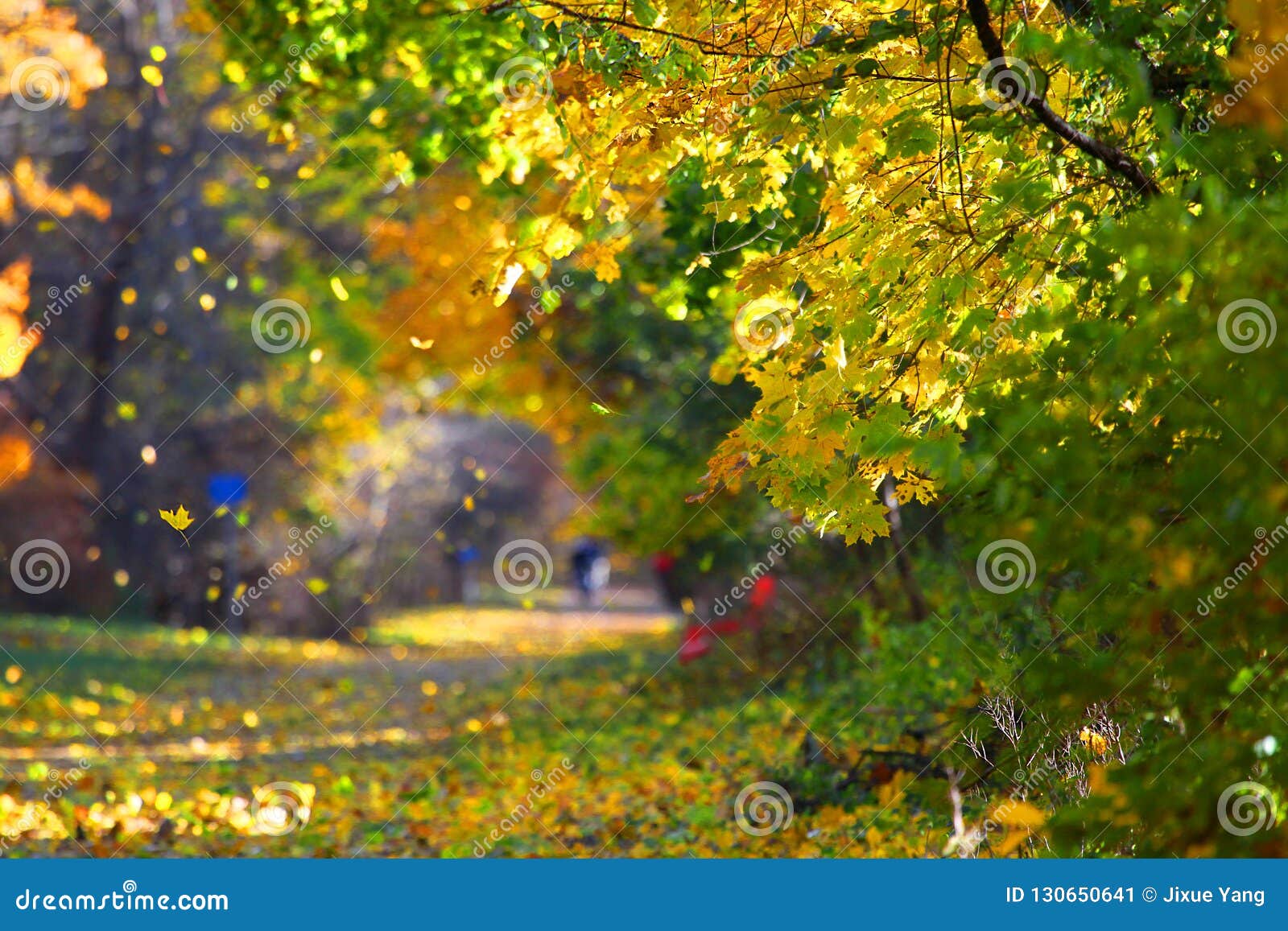 Falling Autumn Leaves stock image. Image of fall, foliage - 130650641