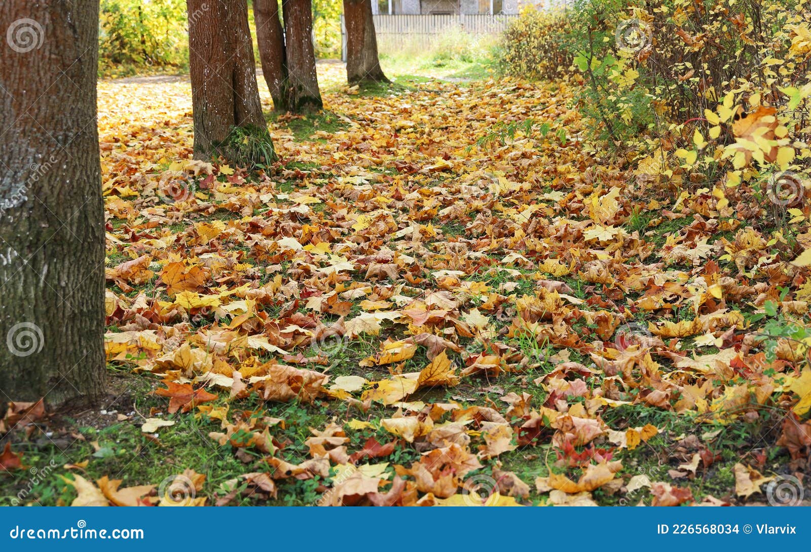 Falling Autumn Maple Leaves Under Trees in Park on Green Grass Stock ...