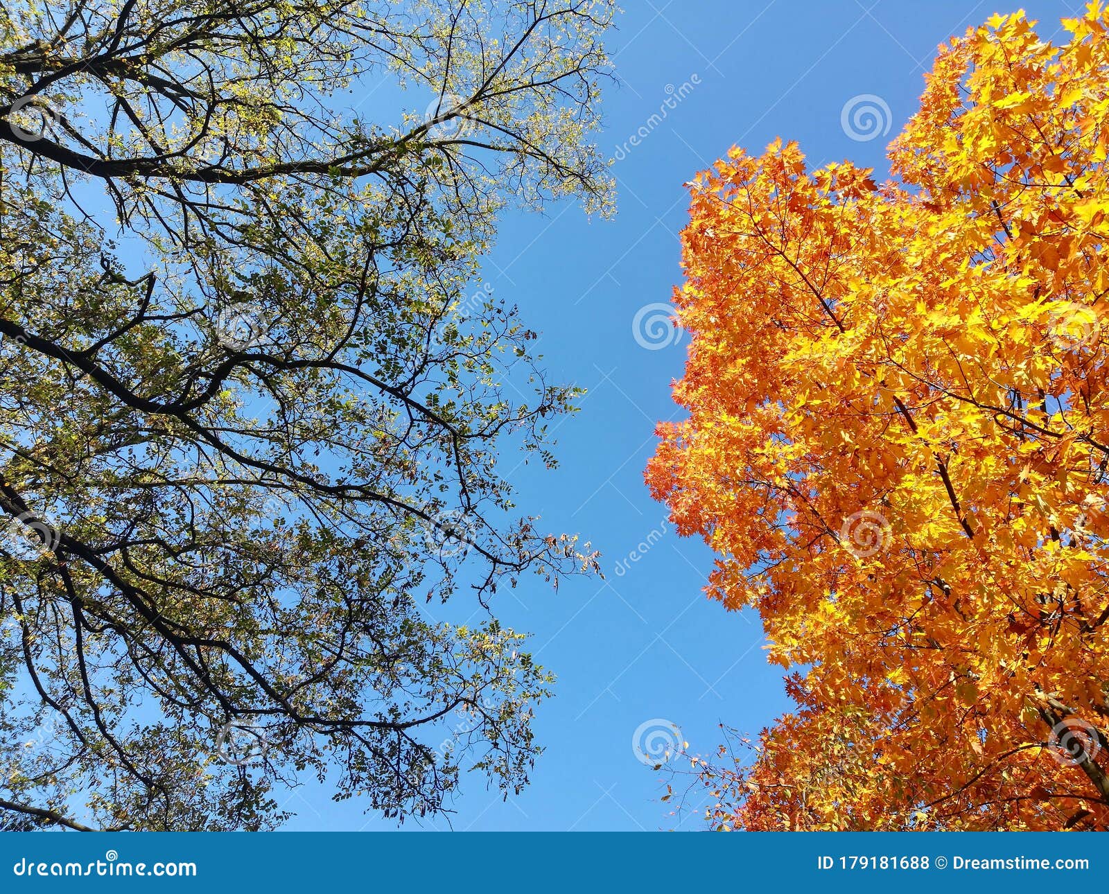Falling Autumn Trees and the Blue Sky Stock Photo - Image of green ...