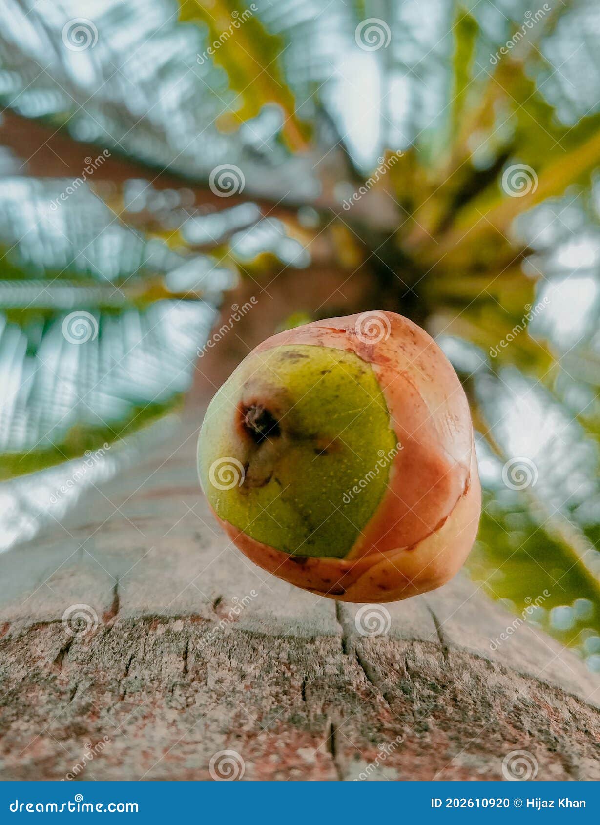 Falling Baby Coconut from Tree Stock Photo - Image of tree, coconut ... Falling Baby Coconut from Tree Stock Photo - Image of tree, coconut ...