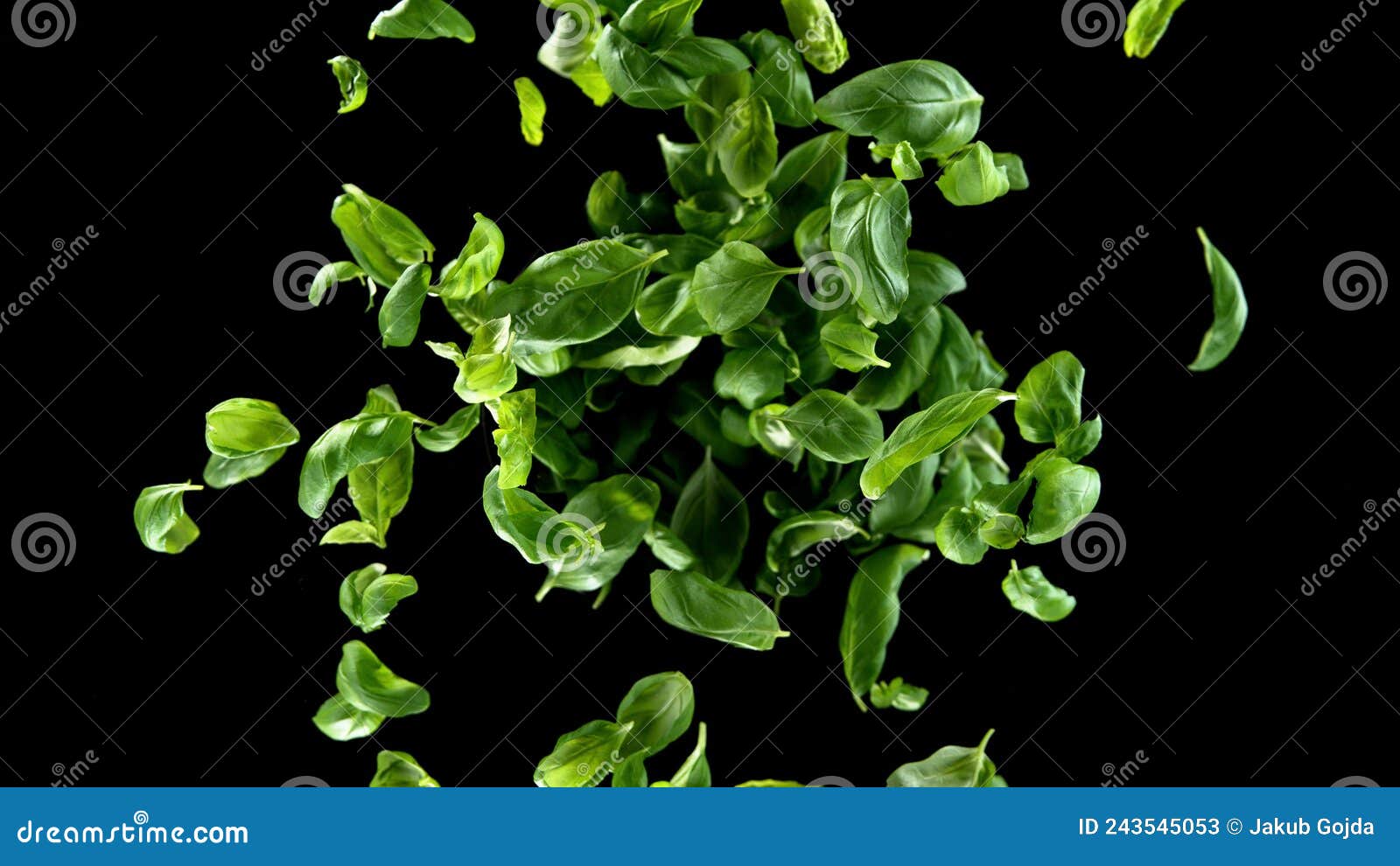Falling Basil, Isolated on Black Background Stock Image - Image of ...