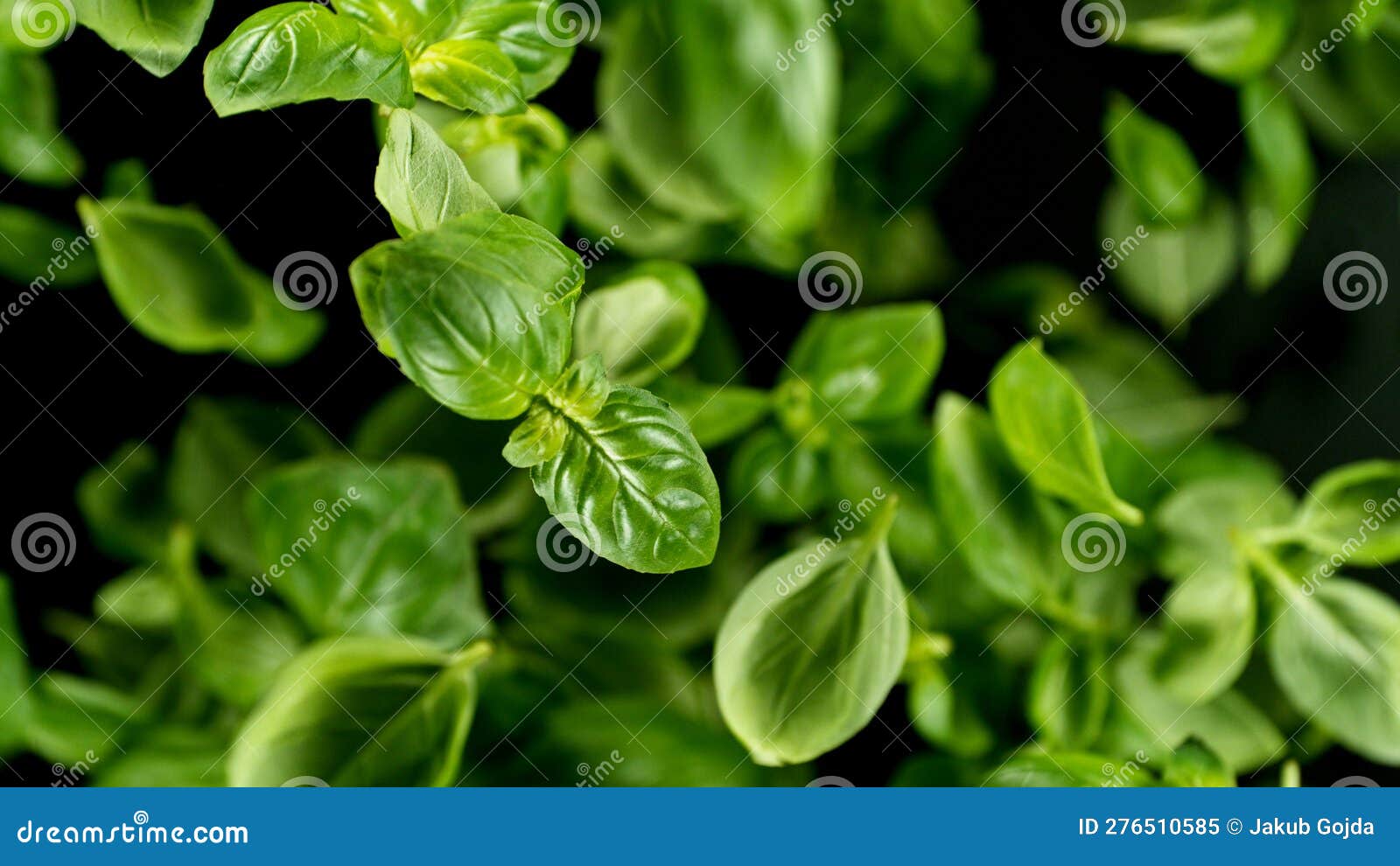 Falling Basil Leaves, Isolated on Black Background Stock Image - Image ...