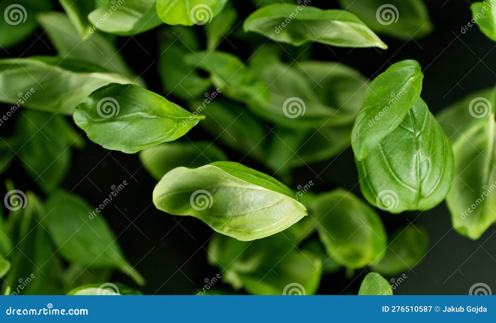 Falling Basil Leaves, Isolated on Black Background Stock Image - Image ...