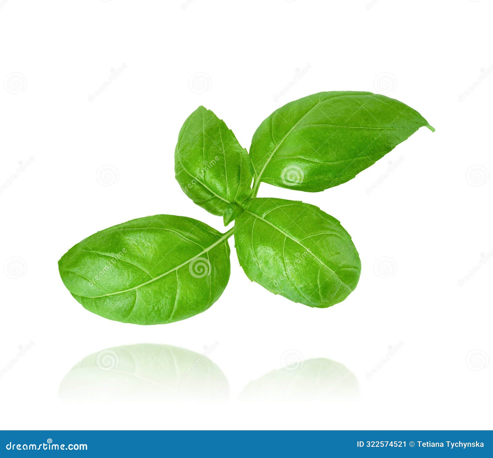 Falling Basil Leaves Isolated on White Background with Clipping Path ...