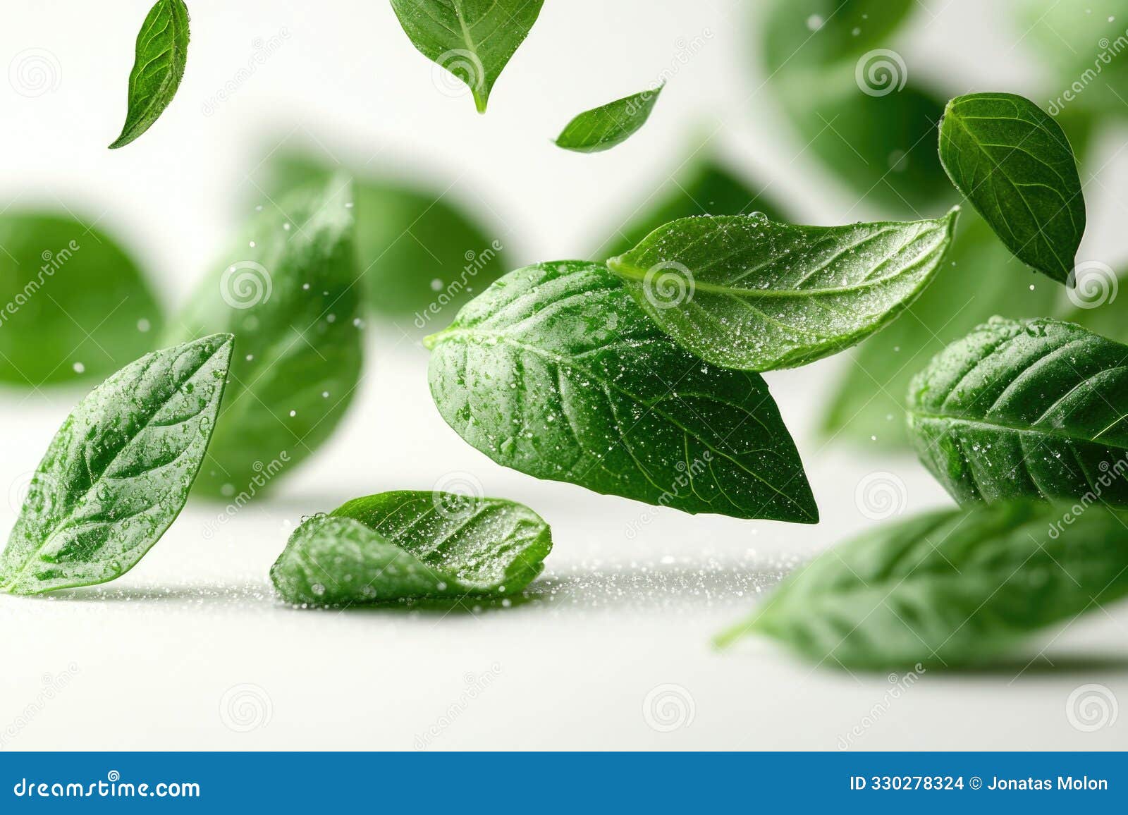 Falling Basil Leaves Isolated on White Background with Full Depth of ...