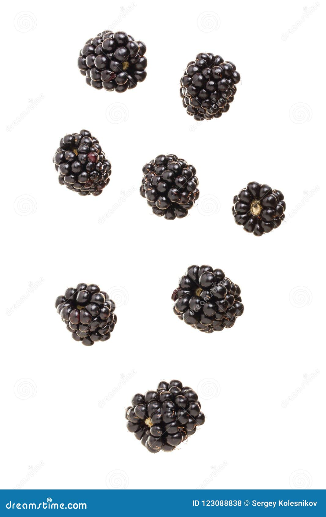 Falling Blackberry Fruits Isolated on White Background Stock Photo ...