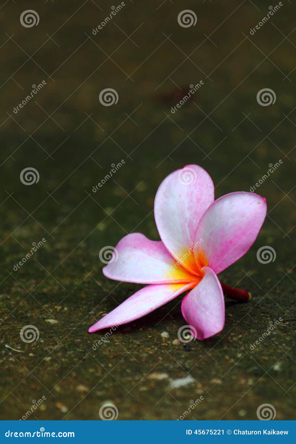 Falling Blossoms stock image. Image of falling, ground - 45675221