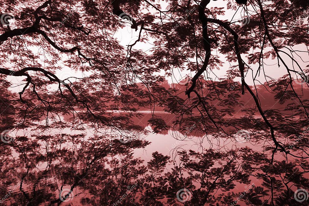 Falling branches stock image. Image of water, branch - 43665697