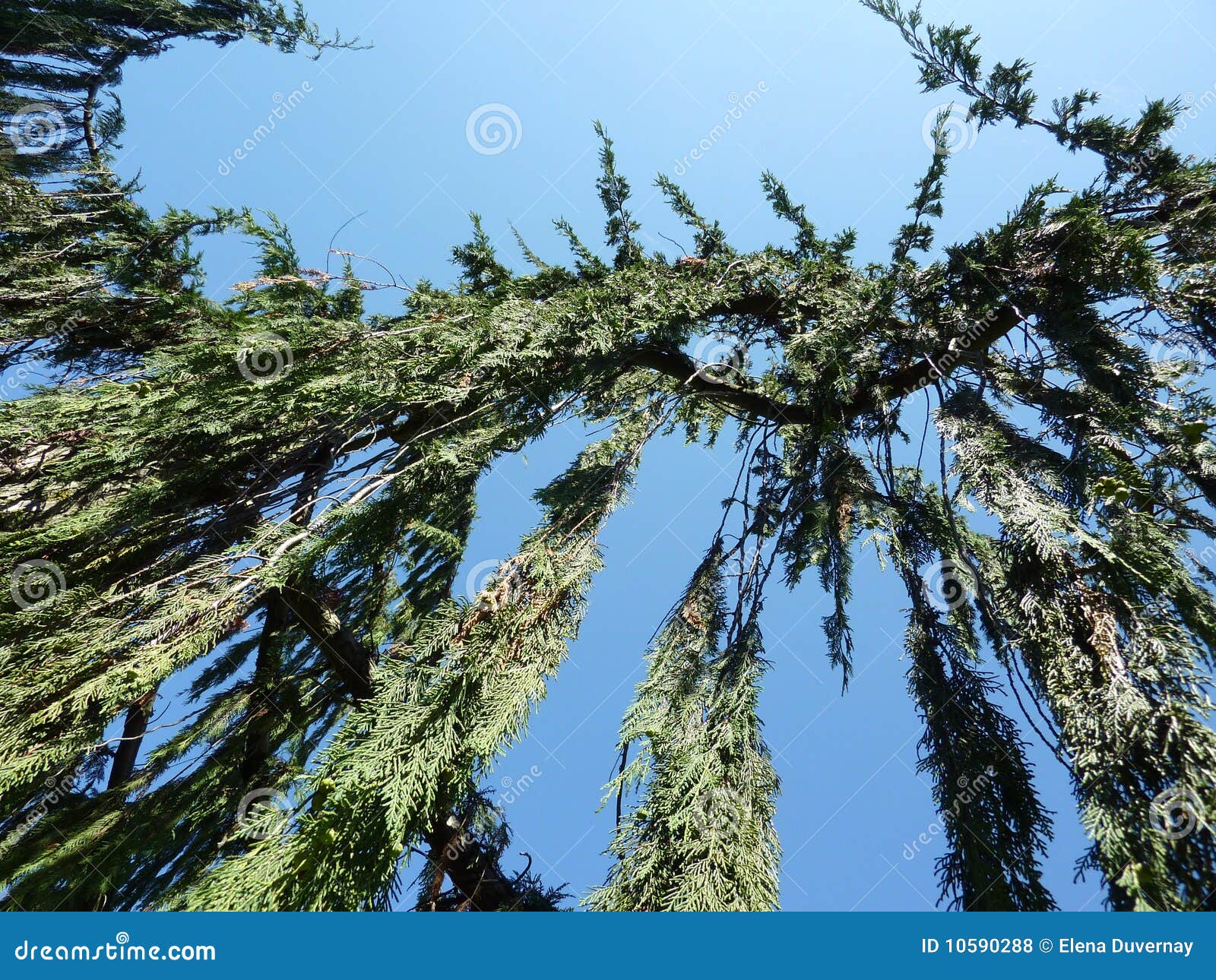 Falling branches of a tree stock photo. Image of park - 10590288