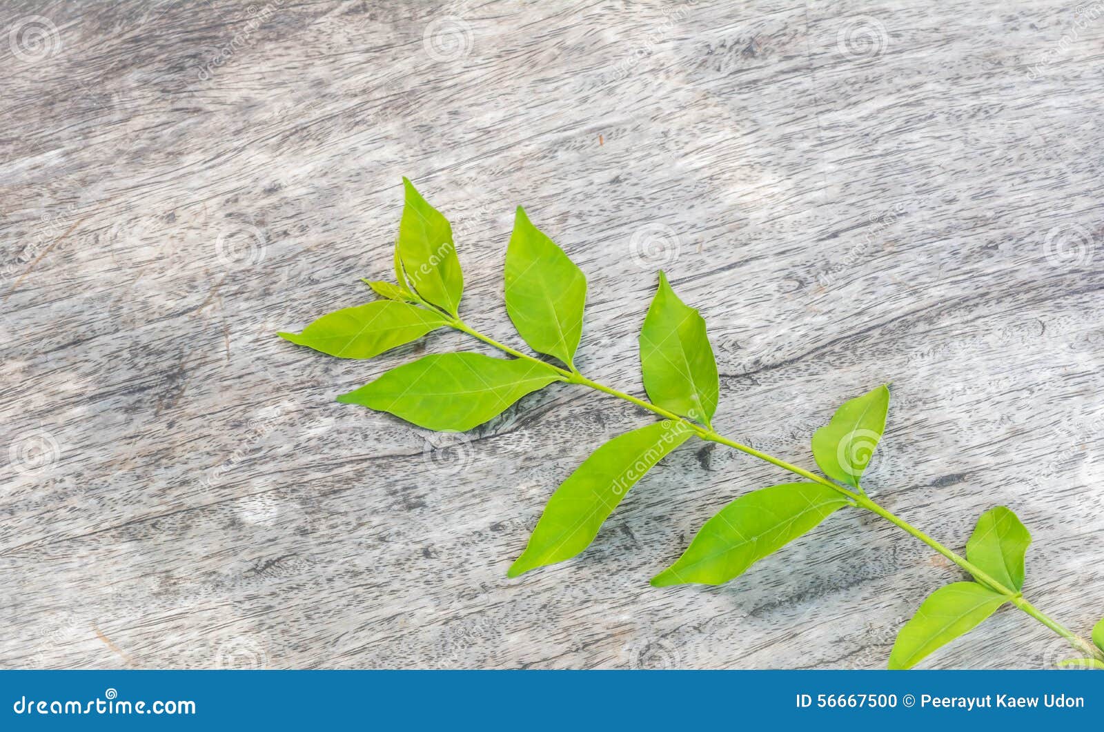 Falling branches stock photo. Image of season, green - 56667500