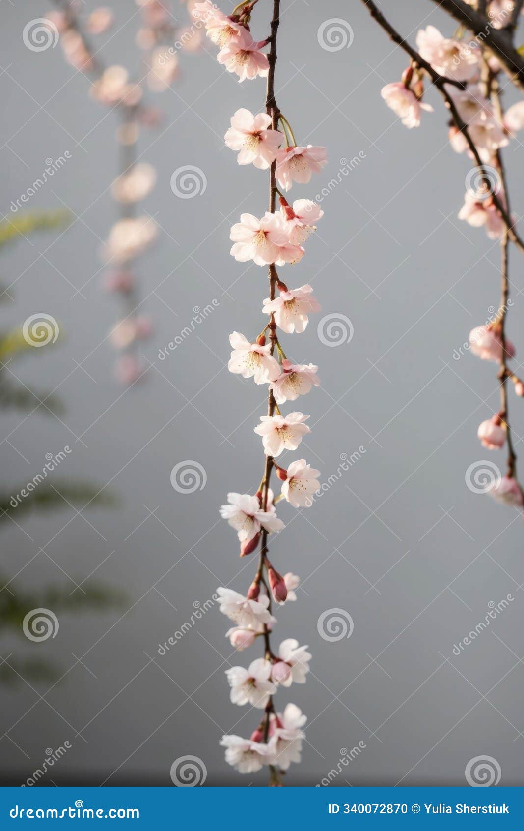 Falling Cherry Blossoms Gently Floating Towards the Ground. Stock Photo ...