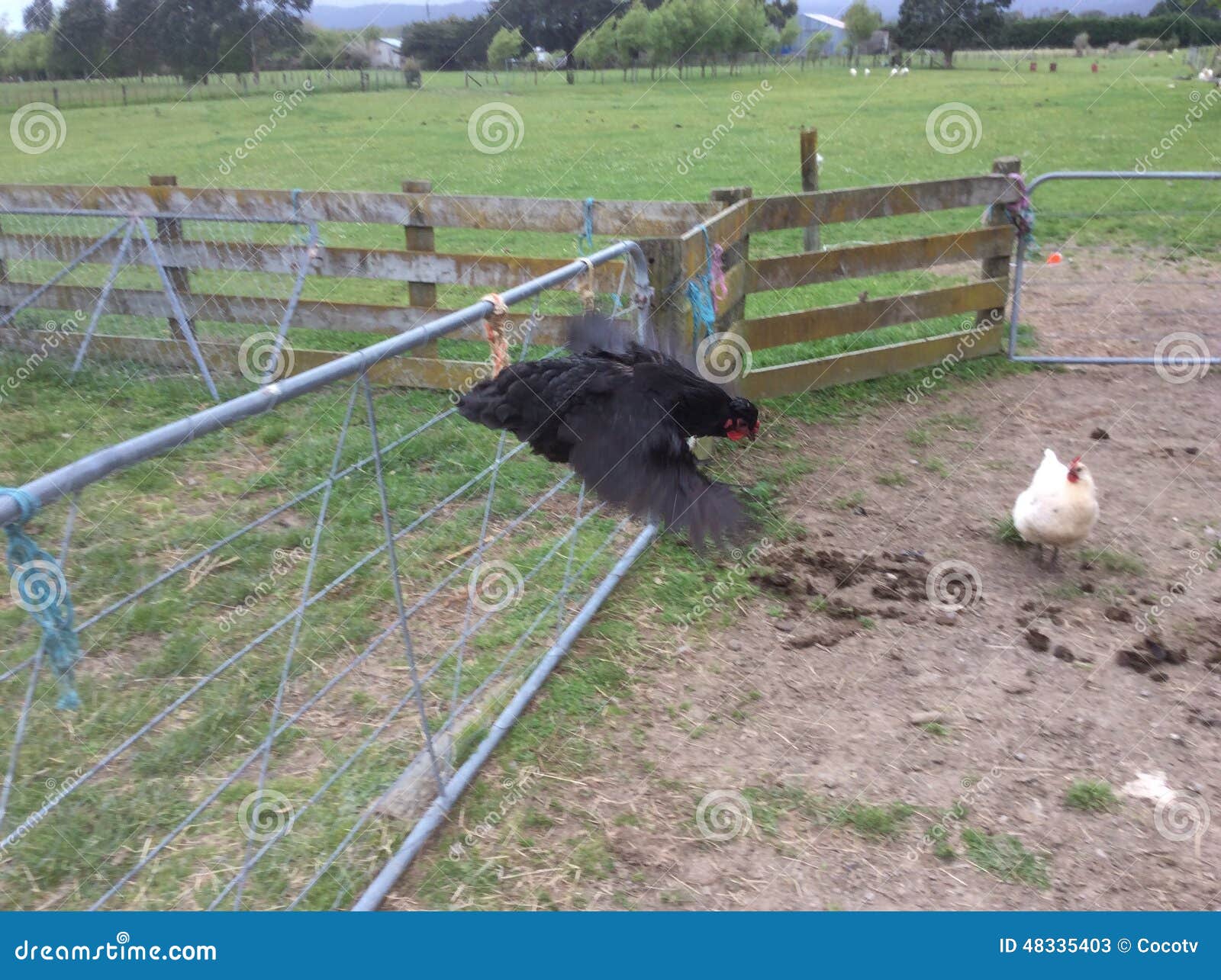 Falling Chicken stock image. Image of wings, chicken - 48335403