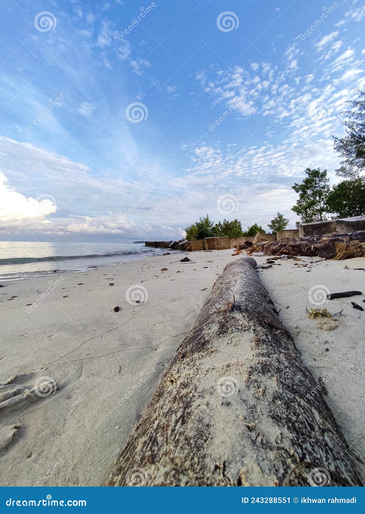 Falling coconut tree stock image. Image of cliff, wave - 243288551