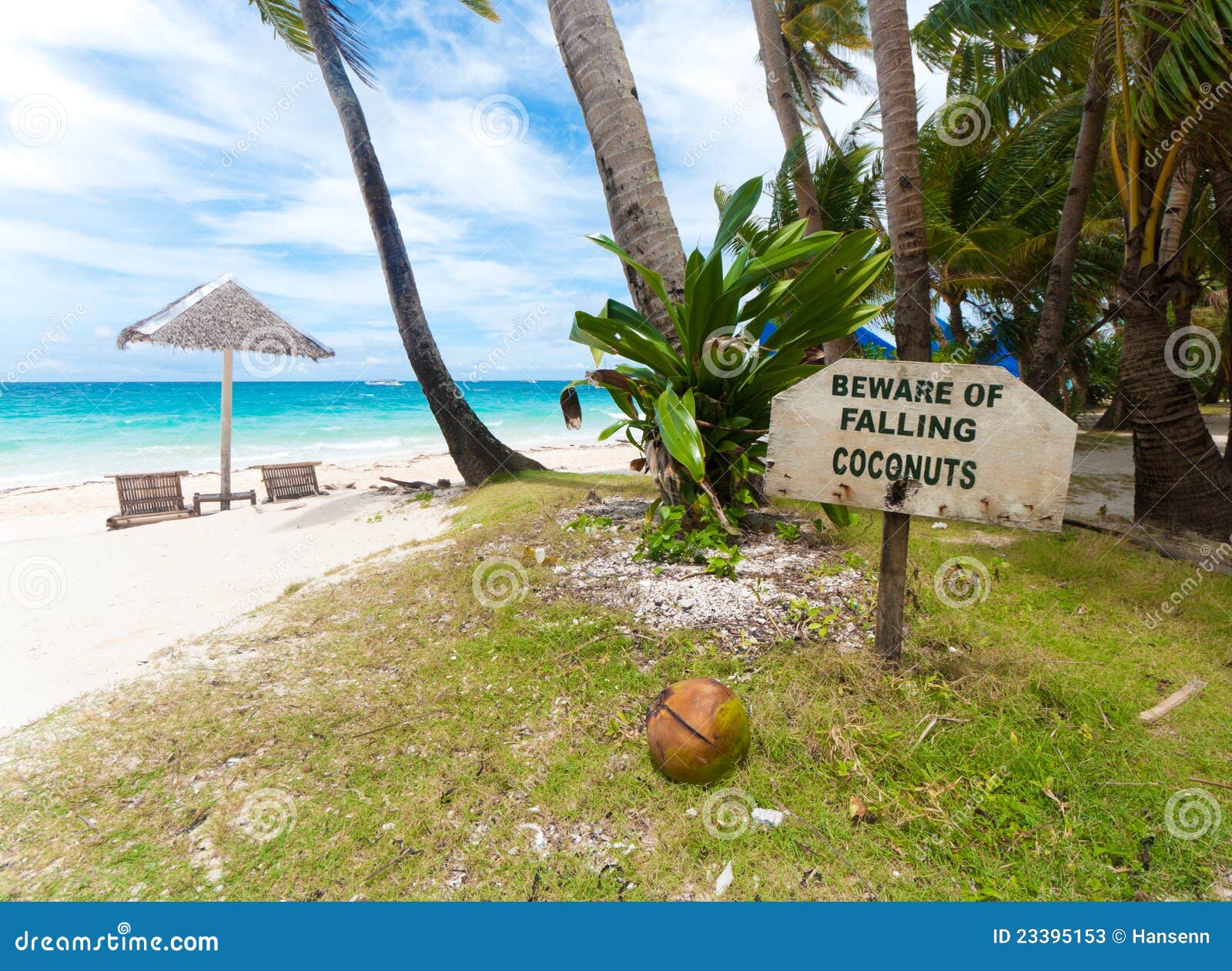 Falling coconuts stock image. Image of warning, risk - 23395153
