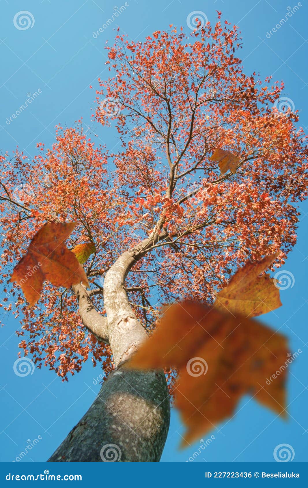 Falling Color Leaves of a Plane Tree Stock Photo - Image of beautiful ...