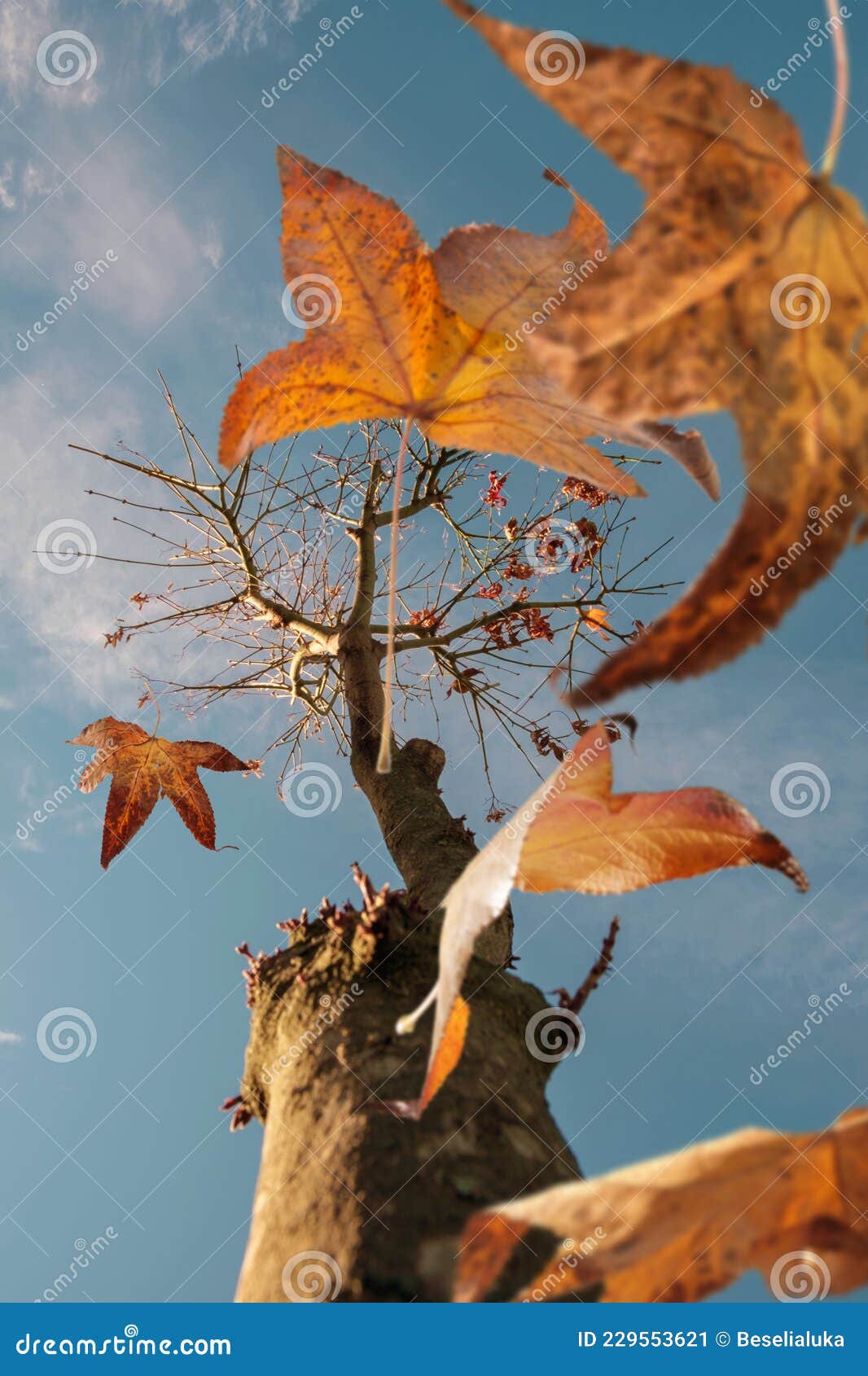 Falling Color Leaves of a Plane Tree Stock Image - Image of branch ...