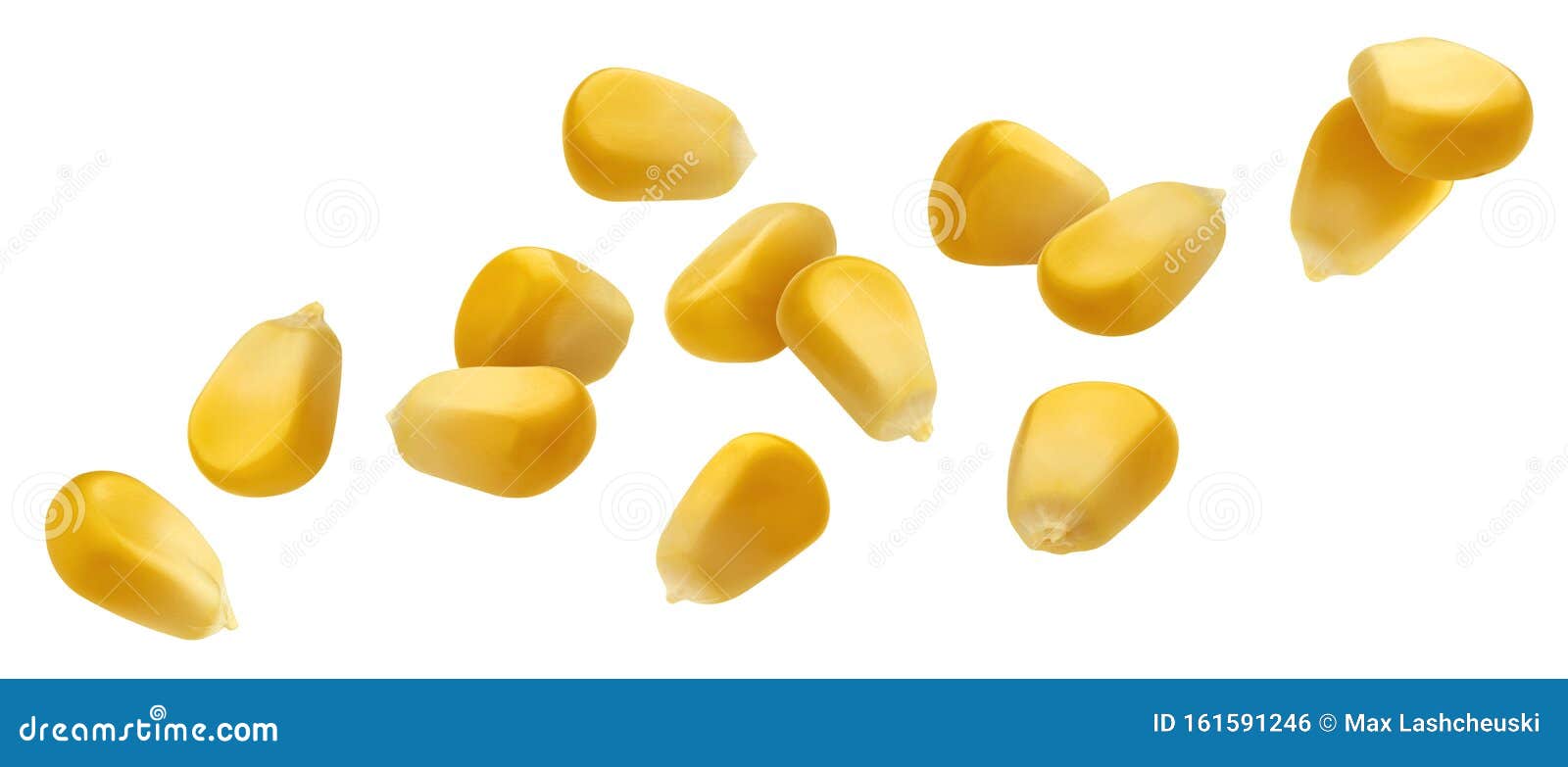 Falling Corn Seeds Isolated on White Background with Clipping Path ...