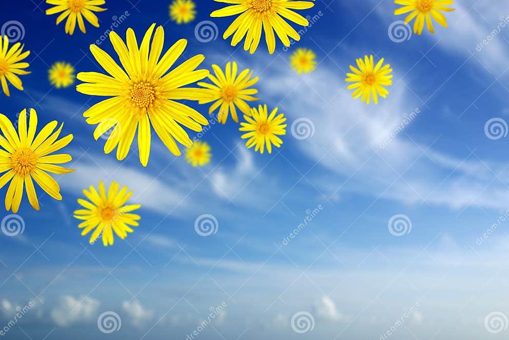 Falling Daisies stock photo. Image of agriculture, natural - 5221482