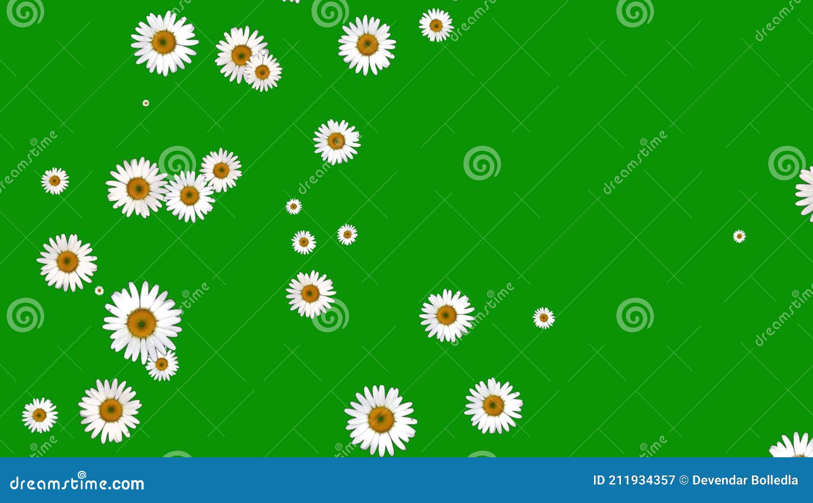 Falling Daisy Flowers Motion Graphics with Green Screen Background ...